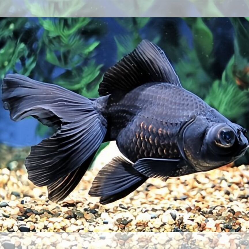 Телескоп черный, малёк