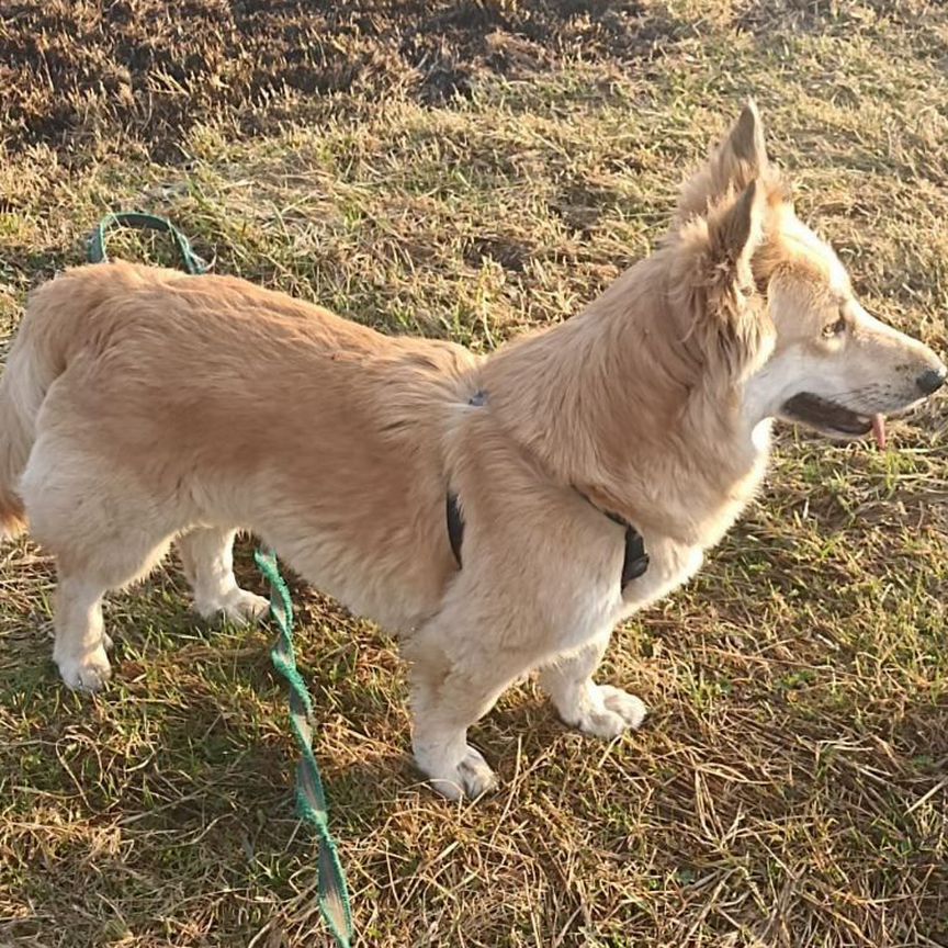 Взрослая собака в добрые руки