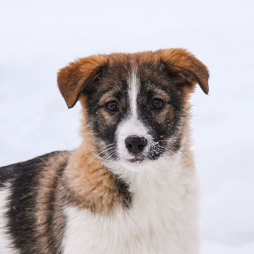 Щенок,сука 4 мес