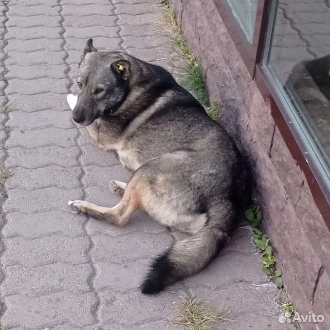 Собака девочка живет на остановке