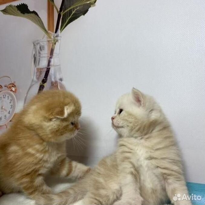 Котята Шотландские-Scottish Fold и Straight