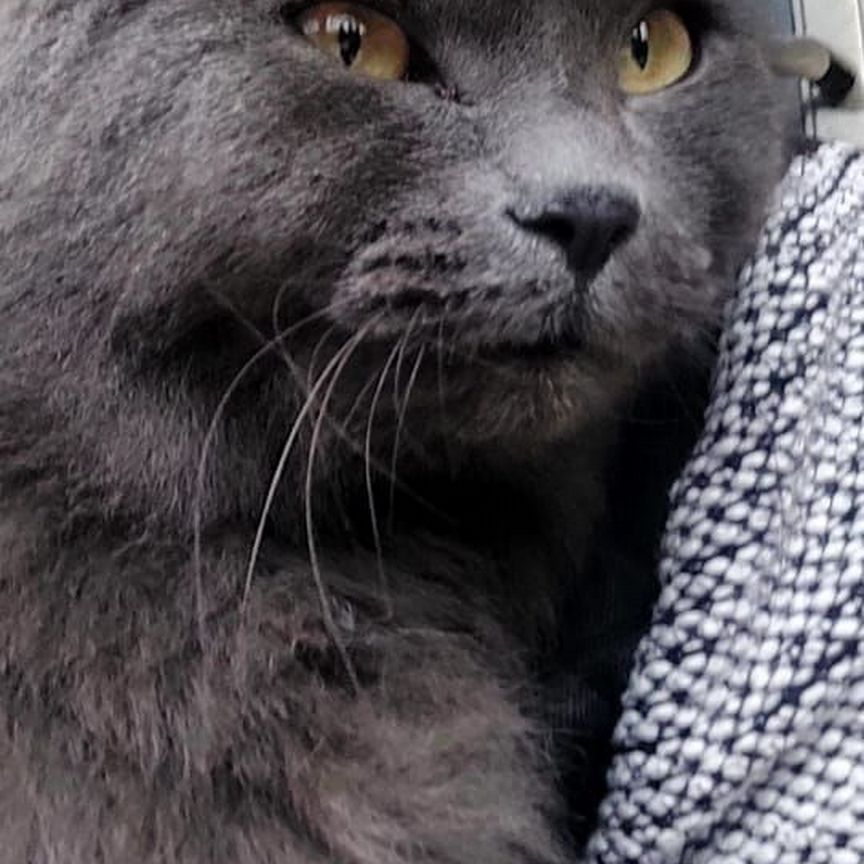 Отдам кошку в частный дом Нибелунг