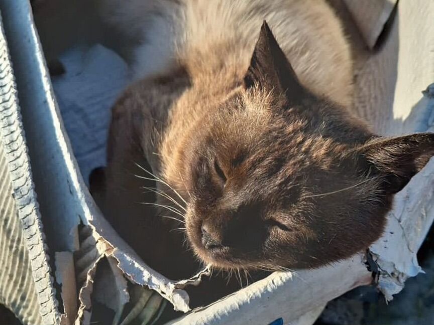 Шоколадный котик ищет дом