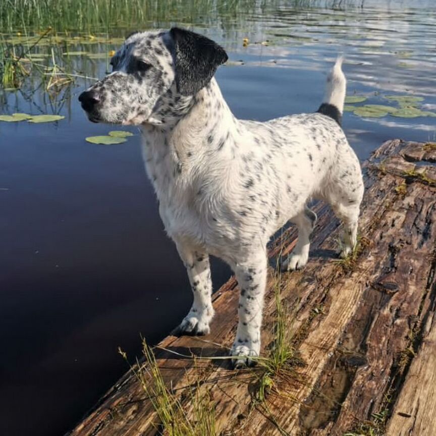 Случка собак джек рассел