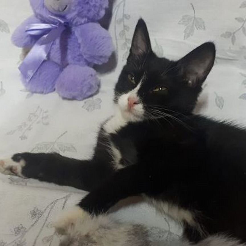 Котята в добрые руки бесплатно