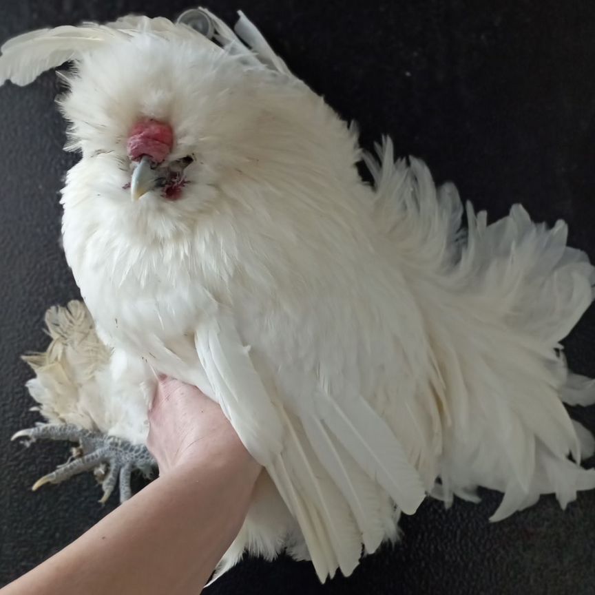 Петух китайский шёлковый