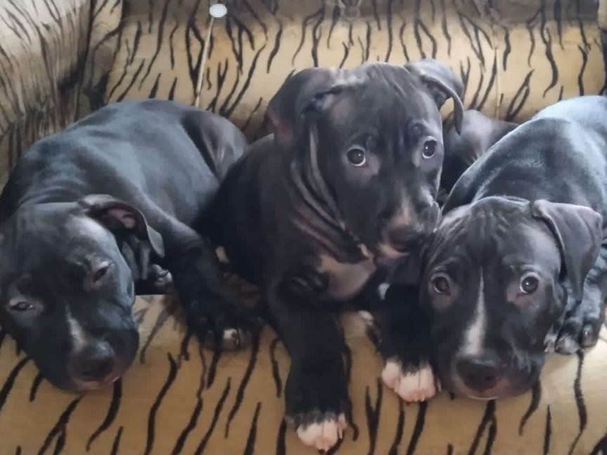 Собаки щенки