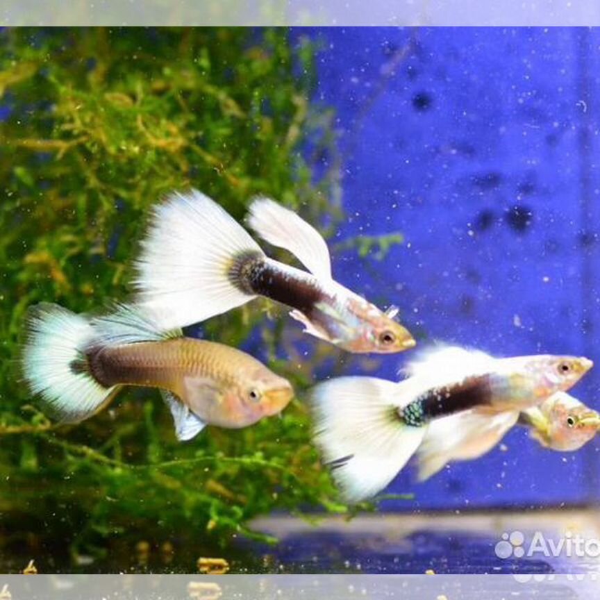 Гуппи Канада и меченосцы