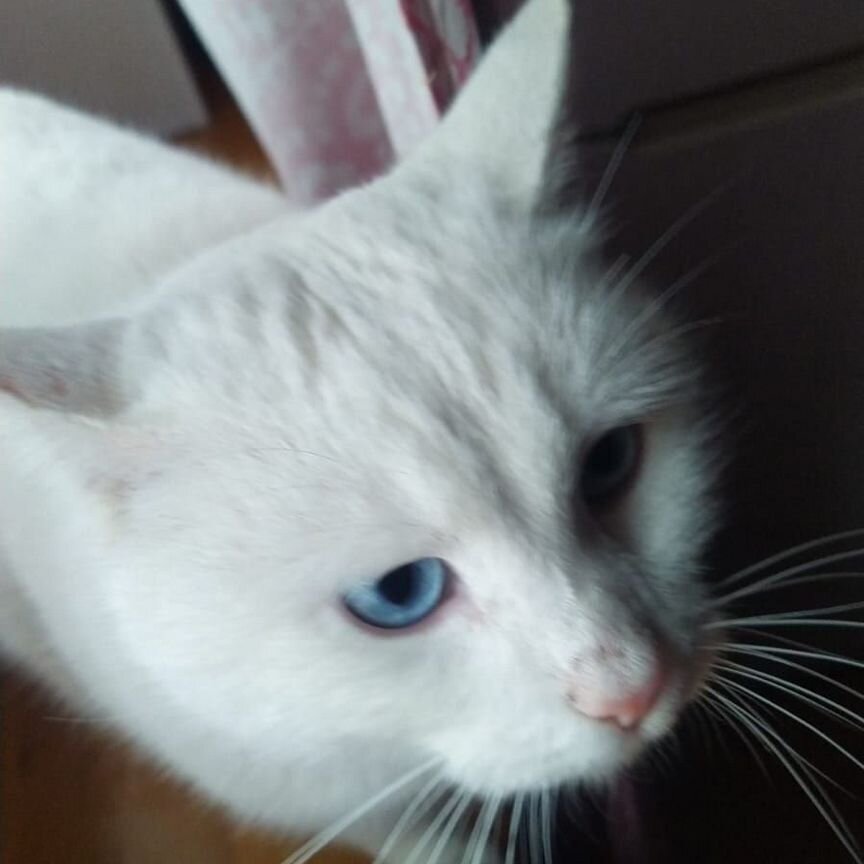 Пристраиваются в добрые руки