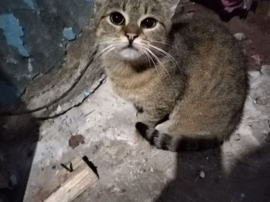 Молоденькая кошечка осталась без хозяйки