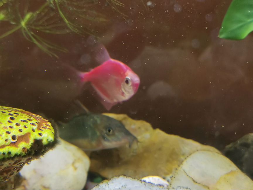 Аквариумные рыбки вместе с аквариумом