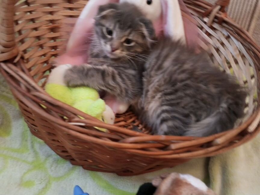 Котенок в добрые руки