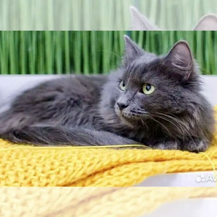 Нибелунг, взрослая кошка