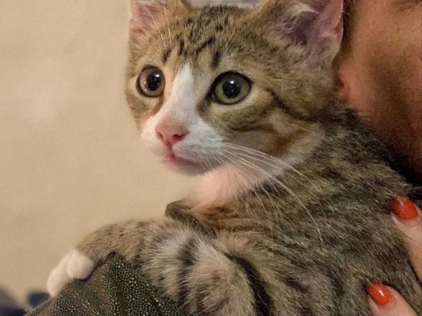 Котенок Кеша