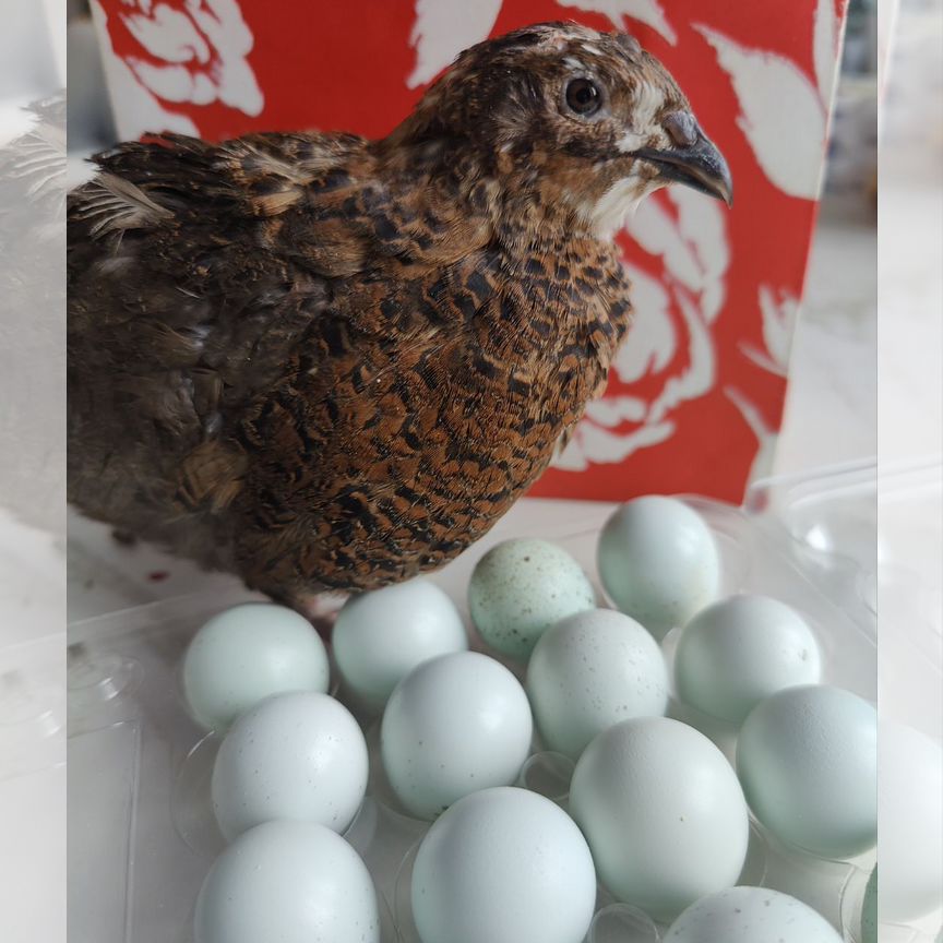 Инкубационное яйцо перепелов