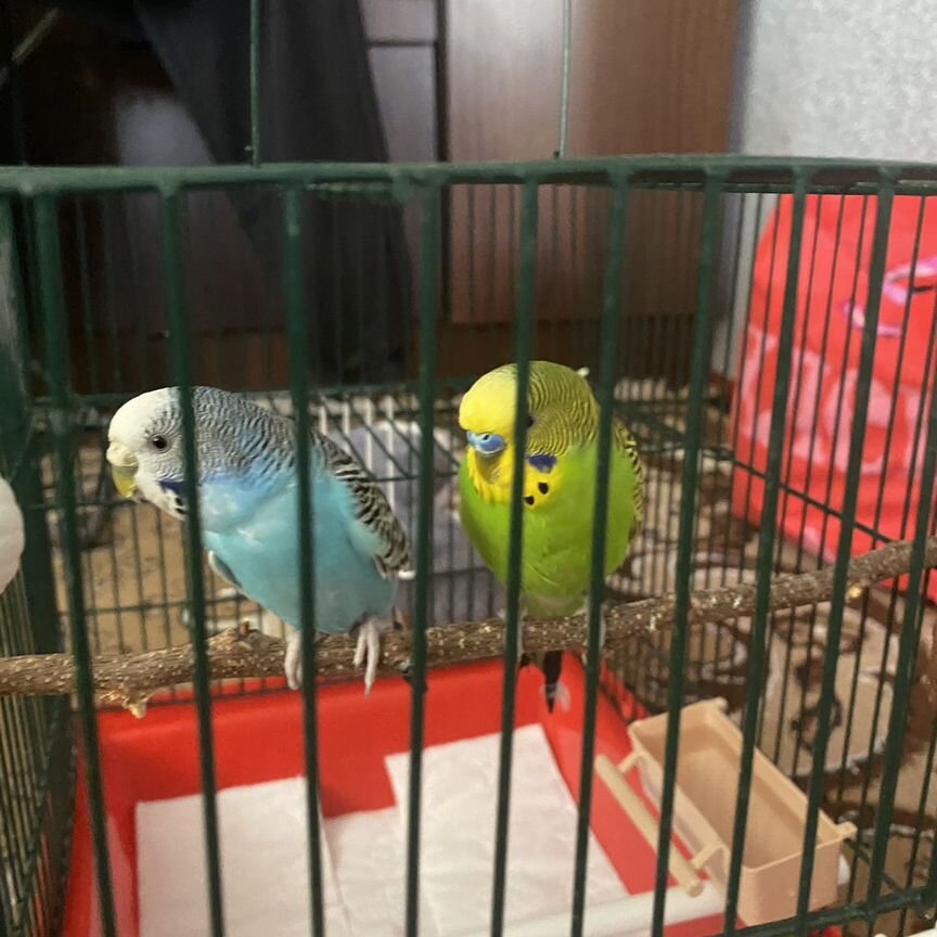 Волнистый попугай с клеткой