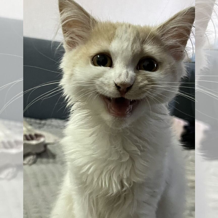 Котенок в добрые руки