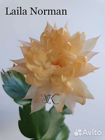 Шлюмбергера махровая Laila Norman купить в Иваново | Товары для дома и ...