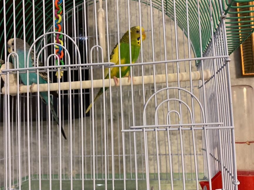 Попугай девочка