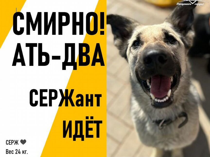 Серж собака для души