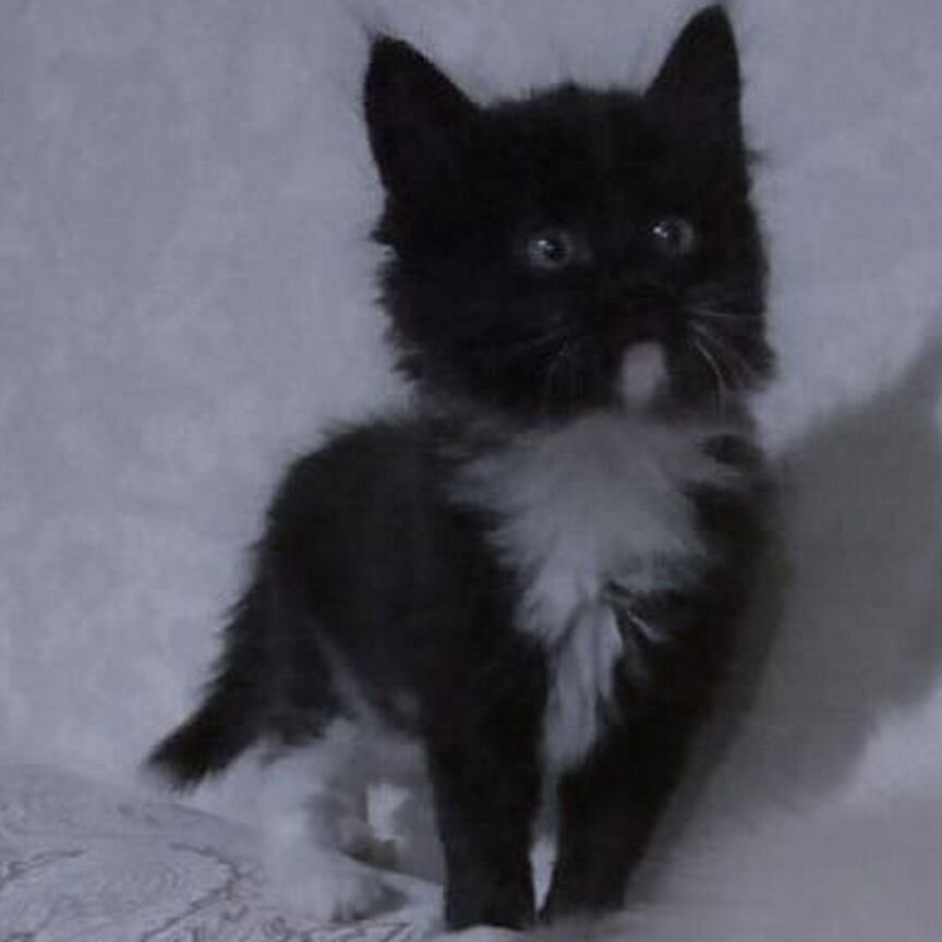 Котёнок 1 мес