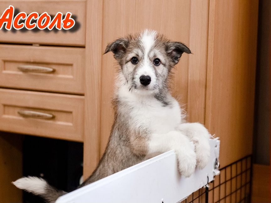 Чудо малыши в добрые руки