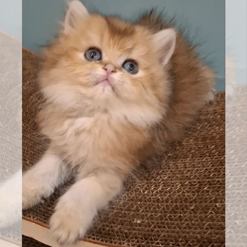 Британский длинношёрстный котёнок