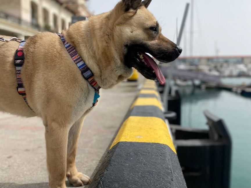 Эльба в дар