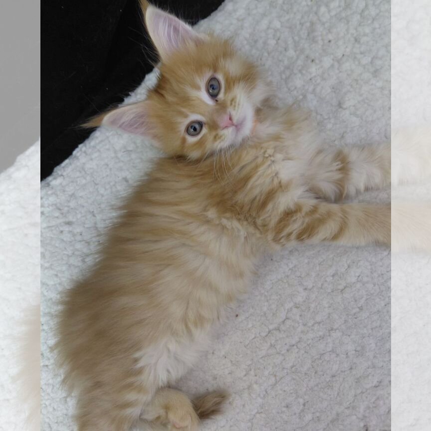 Мейн-кун котёнок