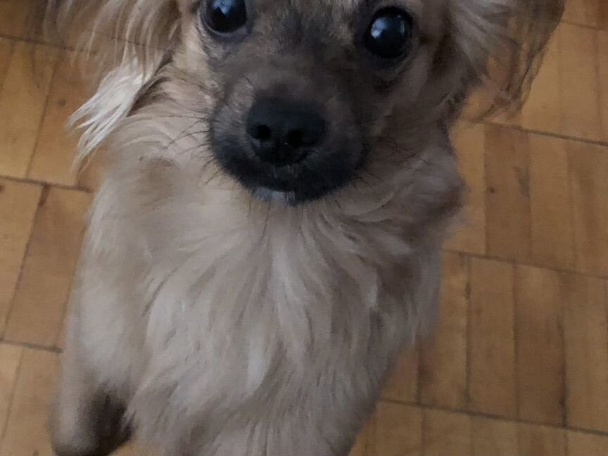 Вязка чихуахуа мальчик