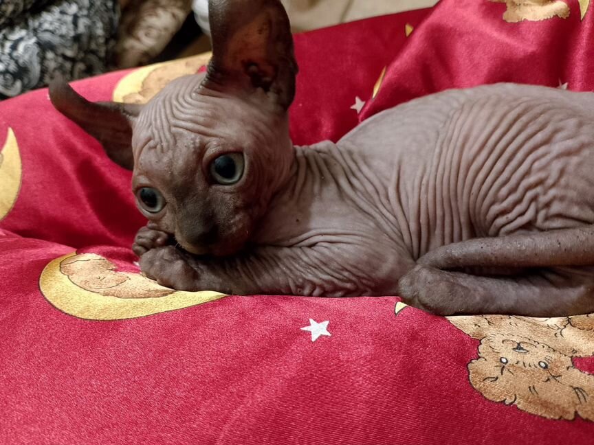 Канадский сфинкс эльф котята