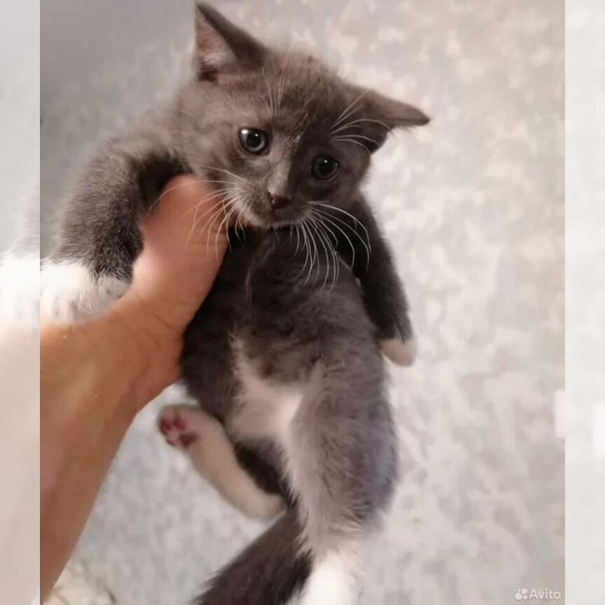 Котенок девочка
