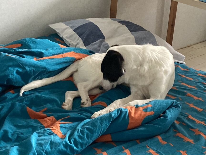 Собака в добрые руки, 7 месяцев. Бим