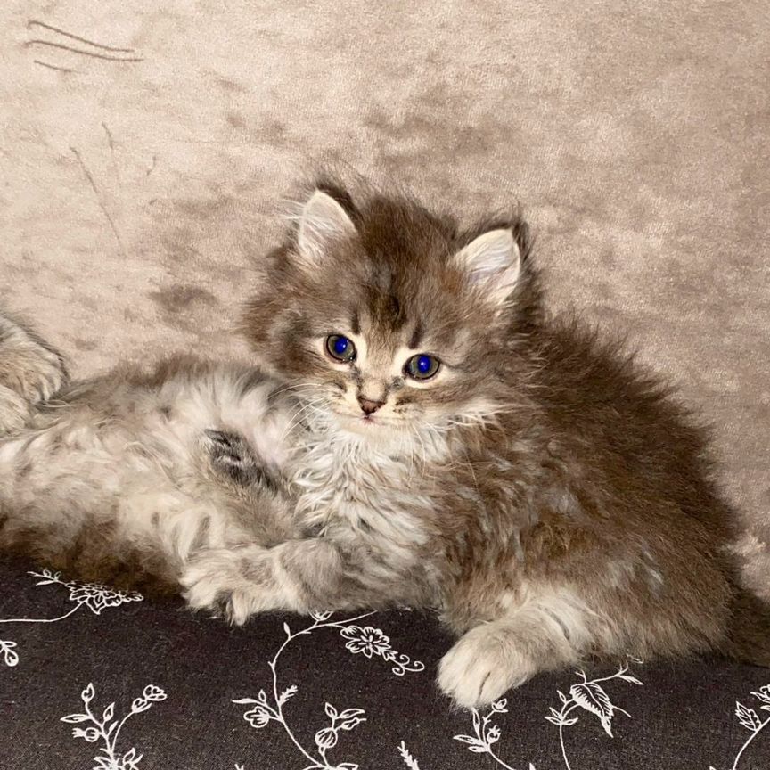 Сибирские котята