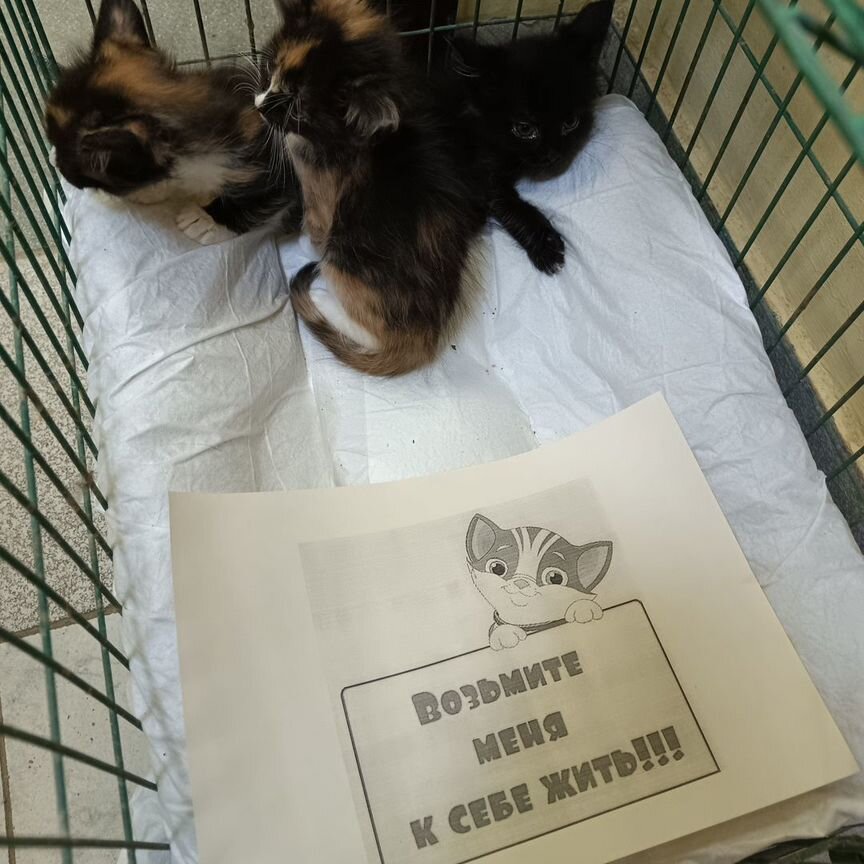 Котята в добрые руки