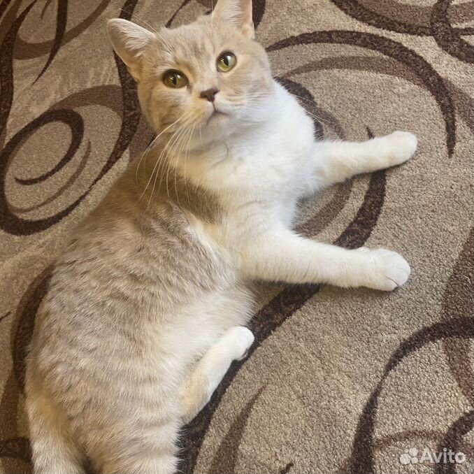 Британская прямоухая