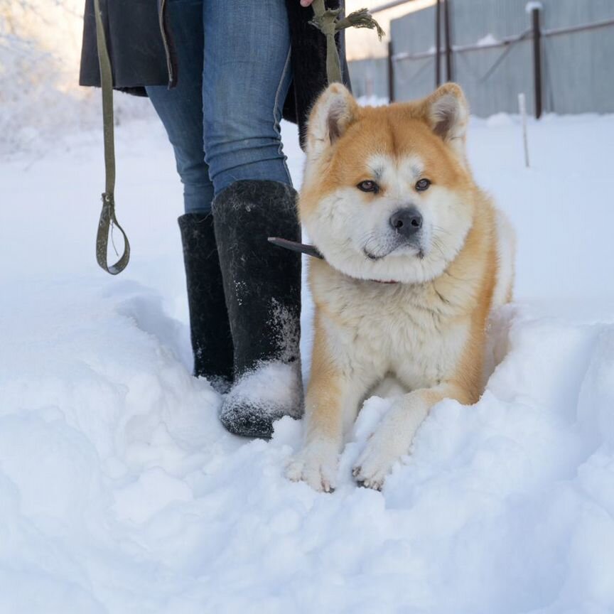 Акита ину вязка