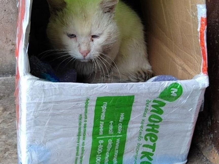 Пропадает красивейший кот. Нужна передержка или д