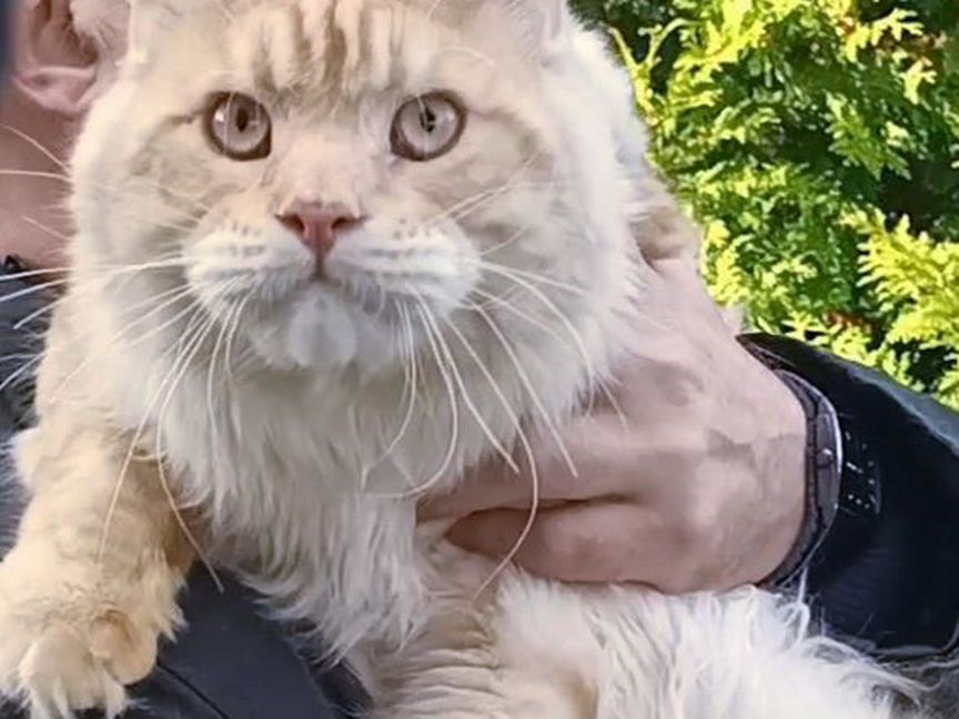 Кот Мейн Кун