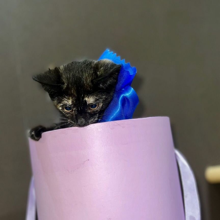 Котята в добрые руки приучены к лотку