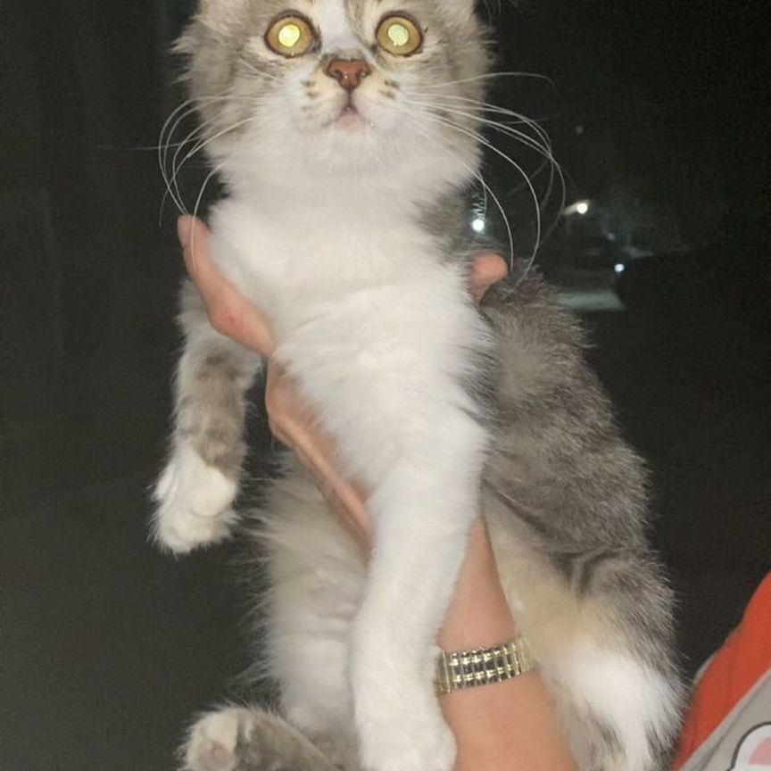 Кошка