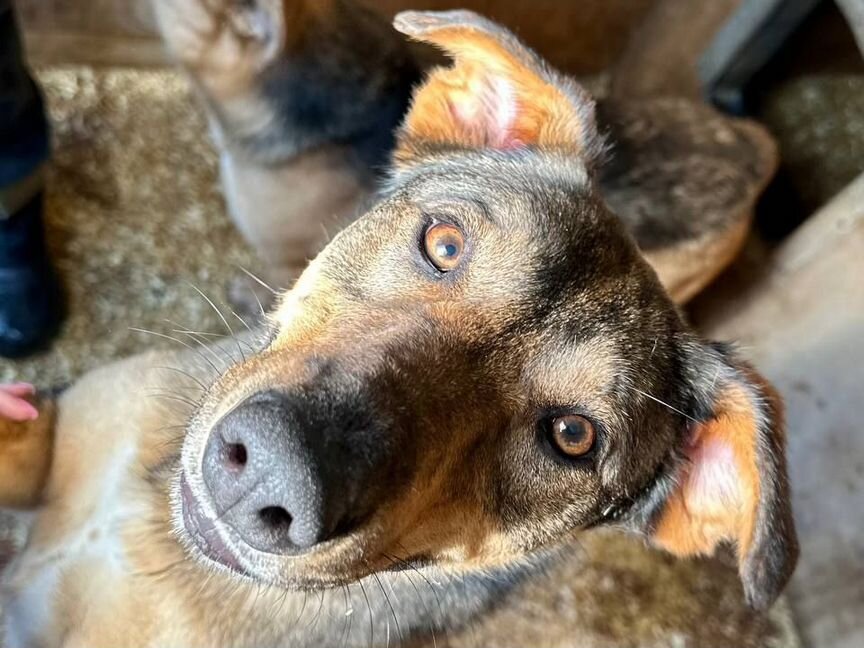 Холодная клетка и вечный лай