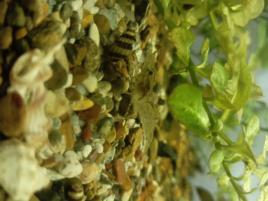 Аквариумные рыбки