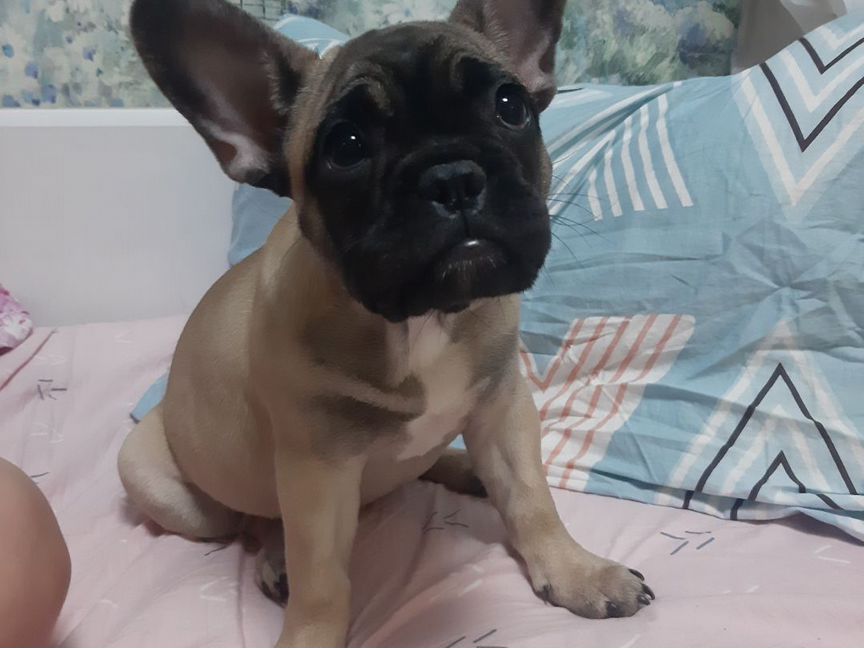 Французский бульдог