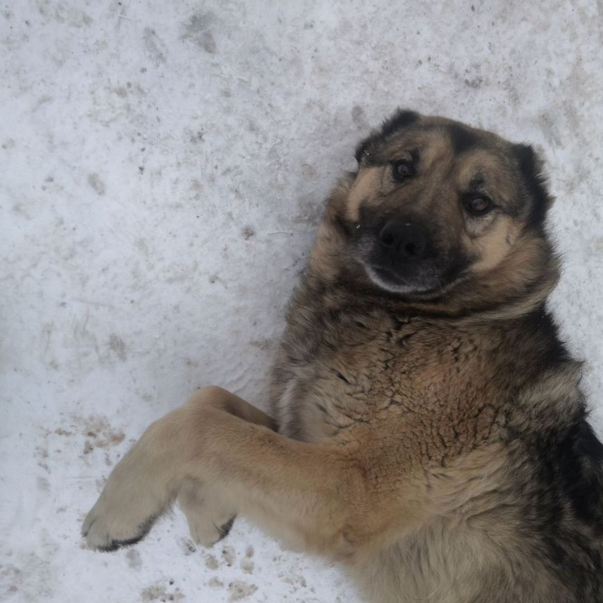 Овчарка(не точно)