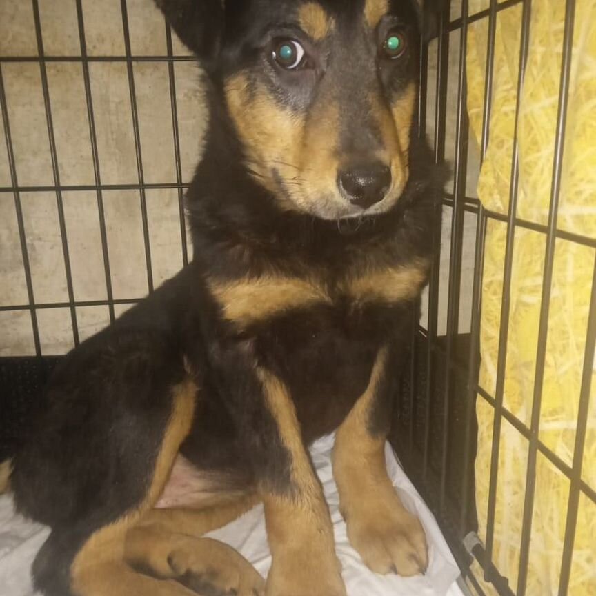 Щенок марта ищет дом