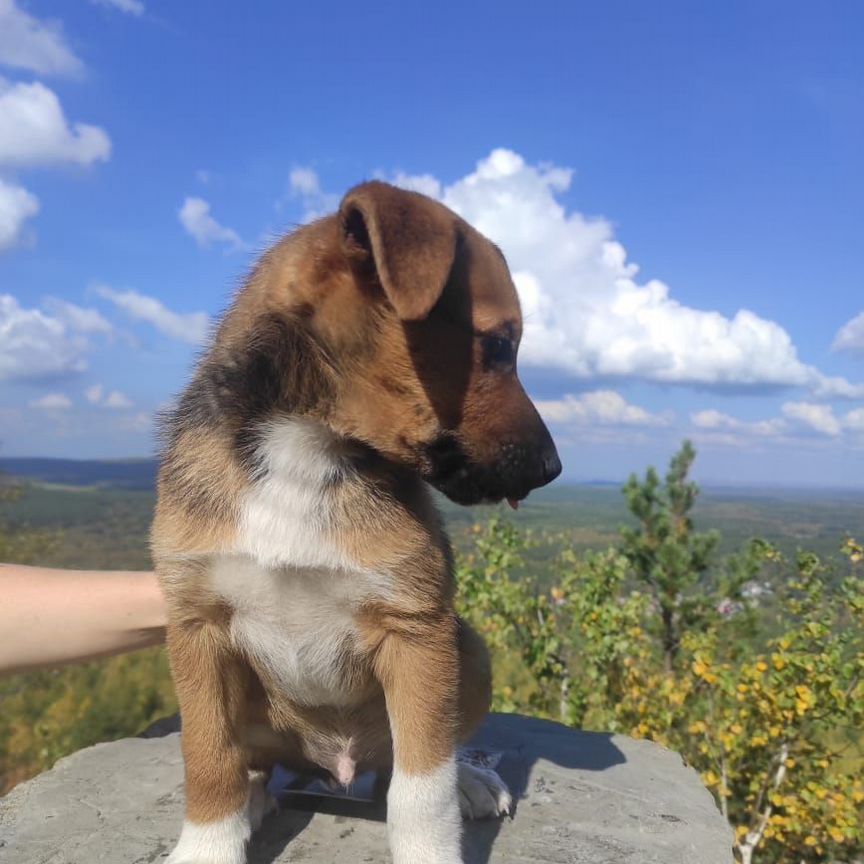 Щенок в добрые руки