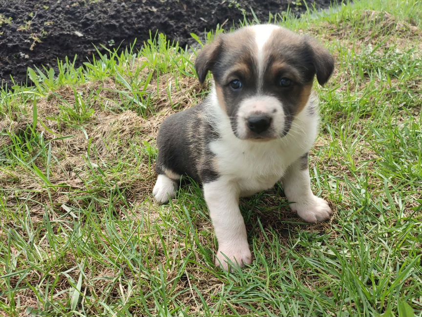 Отдам в добрые руки щенков