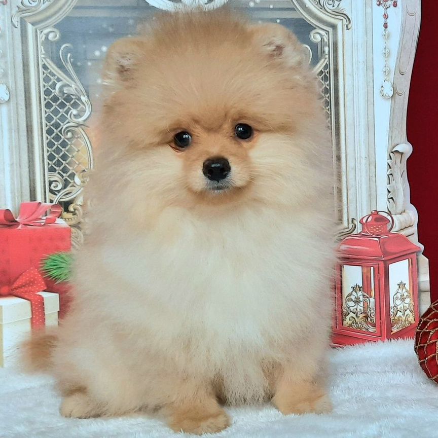 Померанский шпиц мальчик