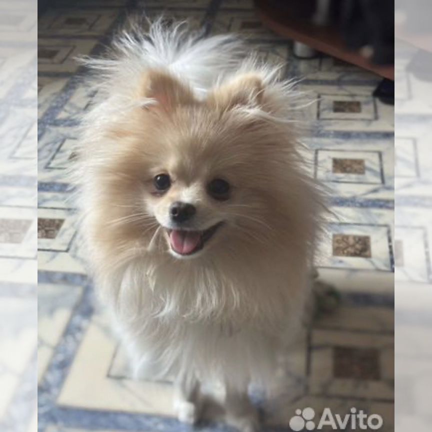 Йоркширский терьер, щенок